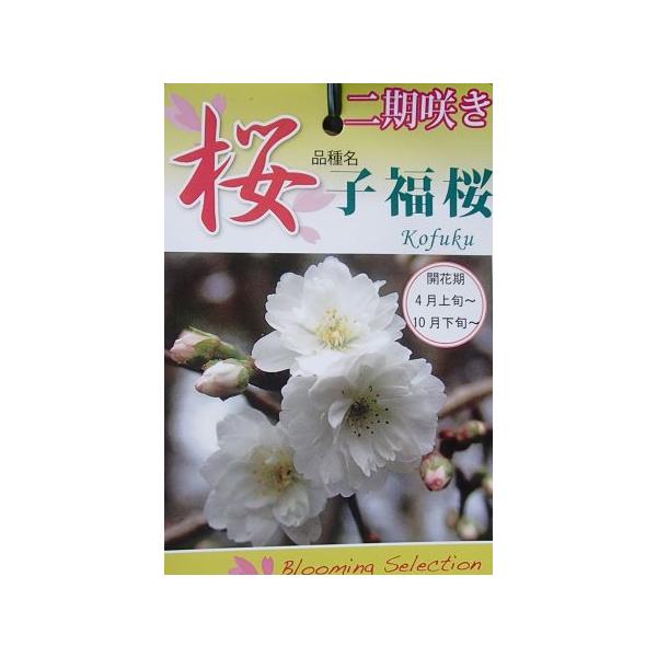 桜　子福桜　コフクサクラ　苗木　苗　桜の木規格：3〜5寸ポット植え、又は根巻き苗接ぎ木1〜２年生苗樹高：60〜80センチ程度子福桜（コフクザクラ）は、花は白色や淡紅色の八重咲き。春と秋に開花する二季咲き品種です。　