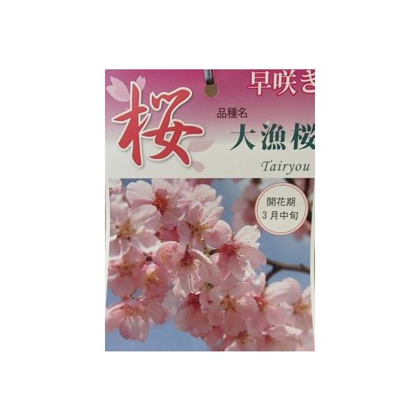 桜　苗木　大漁桜　タイリョウサクラ規格：3〜5寸ポット植え、又は根巻き苗接ぎ木1〜２年生苗樹高：60〜80センチ程度大漁桜（タイリョウサクラ）は、原木は熱海市の網代漁業組合の網干場にあり、花色が鯛の色に似ているのでこの名がつけらたといわれて...
