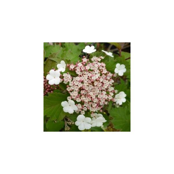 ビバーナム　オノンダガ3寸ポット植えスイカズラ科耐寒性落葉低木開花時期：初夏頃額咲きの白花品種で、蕾はチョコレート色。葉は切れ込みが入り、秋の紅葉は見事です。寒さ暑さにも強く育てやすい品種です。