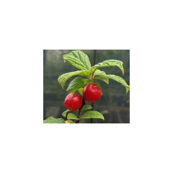 ユスラウメ　ユスラ梅　赤実規格：6寸鉢植え＊鉢の形状や色は写真と異なる場合があります。接ぎ木1〜2年生苗、樹高：60〜80センチ程度ユスラウメは、サクランボに似た小さな実をつける果樹です。花も薄桃色（白実は白花）の可憐な花をたくさんつける姿...