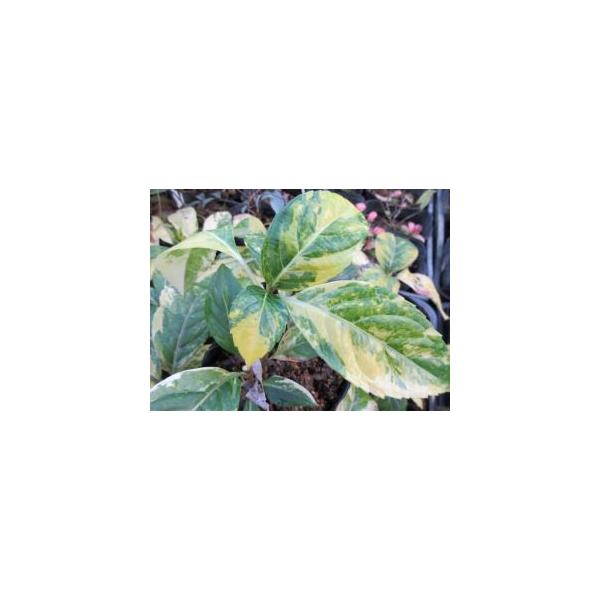 紫陽花　新常山常盤紫陽花　シンジョウザントキワアジサイ　斑入り葉9センチポット新常山　斑入り葉　常盤紫陽花（シンジョウザントキワアジサイ）：紫陽花は、中国やインドに自生する紫陽花の仲間。　最近発見された斑入り葉の常山です。葉に黄掃込斑が入り...