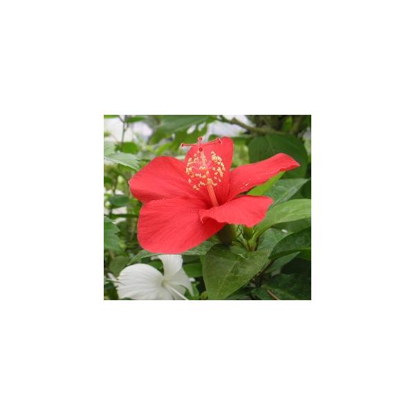 ハイビスカス　コキオHibiscus kokioハイビスカスの原種系品種で、カウアイ、オアフ島の固有種。椿を連想させるような赤色で小さな花が咲きます。白色のワイメアエとの交配で赤色大輪花が生まれたという説があります。アオイ科フヨウ属　非耐寒...