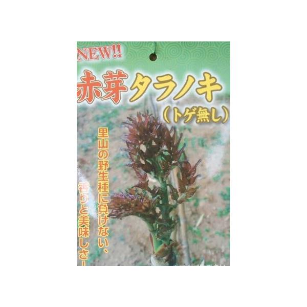 トゲナシ赤芽タラノキ　とげなし赤芽たらの木　４寸ポット植え高さ約20〜40センチ程度＊ご注文時期により樹高が変化しますので、ご了承ください！トゲなしタラの木は、新芽を収穫して、てんぷらなどに調理して美味しく頂ける山菜です。トゲナシタラノキは...