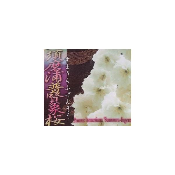 桜　須磨浦普賢象桜　スマウラフゲンゾウサクラ　苗木　苗　桜の木規格：4〜5寸ポット植え、又は根巻き苗接ぎ木1〜２年生苗樹高：60〜80センチ程度普賢象桜：フゲンゾウザクラは、日本古来室町時代より鑑賞されていた桜で、花は淡紅色の八重咲き品種で...