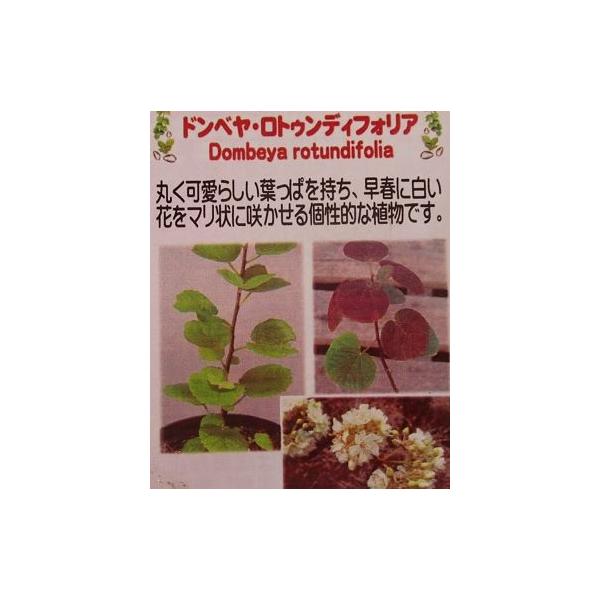 ドンベア　白花7寸鉢植え、高さ20〜40センチ内外アオギリ科　ドンベア属非耐寒性常緑低木アフリカ・マダスカル諸島原産早春に白い花をマリ状に咲かせます。耐寒性はありませんので冬期は室内に取り込んでください。