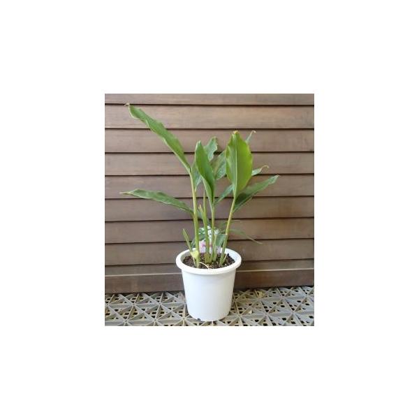 月桃（ゲットウ、シェルジンジャー）５寸鉢植え　＊時期により株の大きさは様々です。沖縄など暖かい地方に自生している生姜の仲間。花は茎の先端から垂れるように付き、蕾じは白く貝殻のようなので、シェルジンジャーとも呼ばれます。この葉の成分には、防虫...