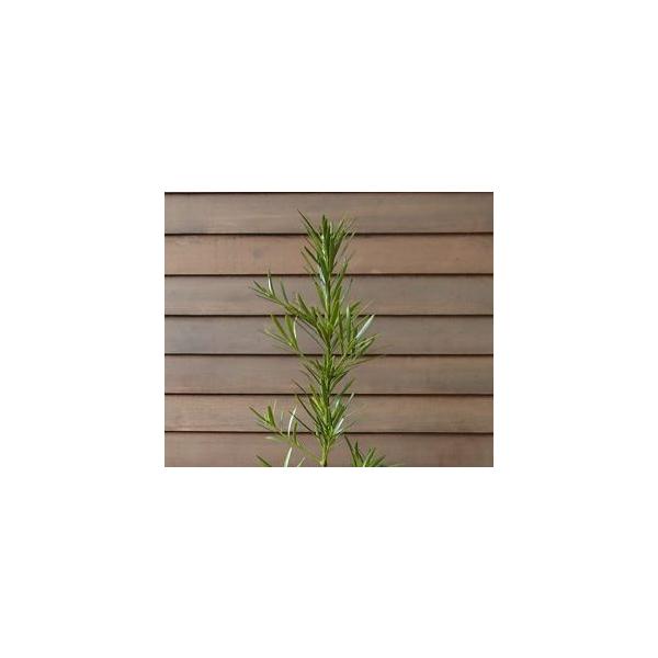 ラカンマキ　（羅漢槇）５寸鉢植え　樹高50〜70センチ程度学名：Podocarpus macrophyllus var. maki実の形が僧侶になる前の羅漢に似るところから名が付いと言われております。実の赤い部分はねっとりした甘さがあり生食...