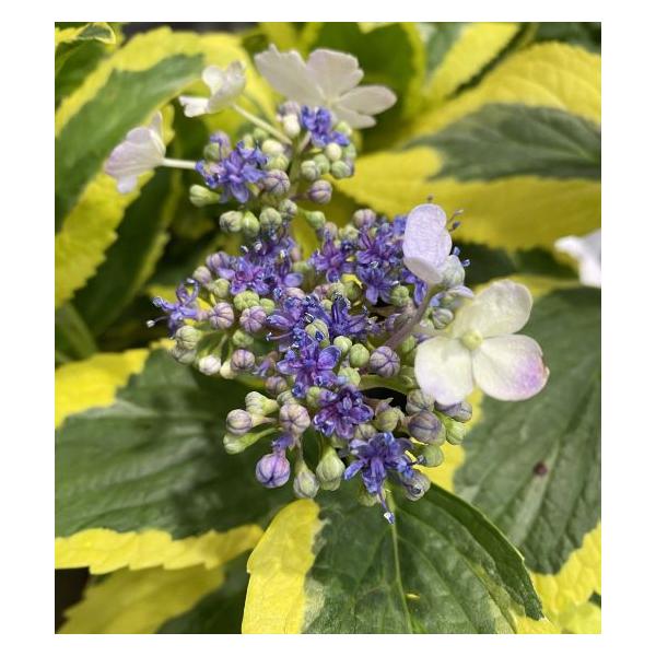 紫陽花　ハニーウエーブ　PVP６寸鉢植えフイリガクアジサイ　ハニーウエーブ：紫陽花　、とても深い黄色の覆輪斑が入る美しいガクアジサイです。●農林水産省種苗登録出願　第33566号花色は用土成分により赤・青に変化します。