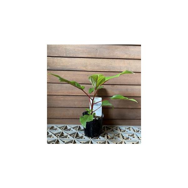 ママキ（ Mamaki）　ハワイアンハーブ　　マーマキ３寸ポット植え苗　イラクサ科ヌノマオ属ハワイ名：Mamaki　、ハワイの固有種：Endemic＊株の特徴として薄い緑の葉に赤い葉脈が映えますが、品種により必ずしも葉脈が赤くない場合もあり...
