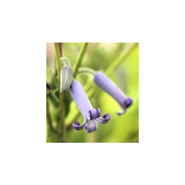 9センチポットクレマチス：大草牡丹（オオクサボタン）は、クレマチスの仲間で、淡い紫色の釣鐘状の花を咲かせます。クサボタンよりも葉も花も大きい品種です。木立状のため支柱等は必要が無く、寒さ暑さに強いため、育て易い植物です。九州・四国山地の石灰...