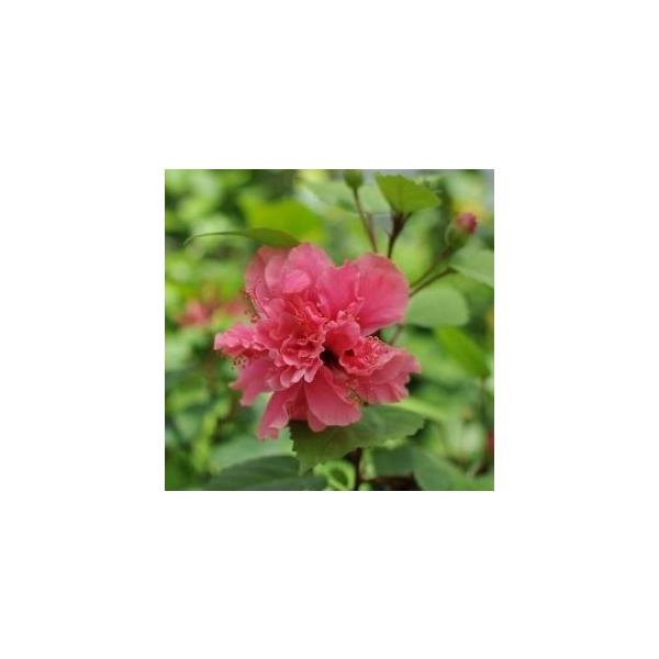 ハイビスカス　フェアリーブーケ：ピンク色の八重咲きタイプですが、花柱が２〜３本程度立ち上がっており、ちょっと変わったタイプの八重咲になります。 アオイ科フヨウ属　非耐寒性常緑低木３寸ポット植え　樹高10〜20センチ程度