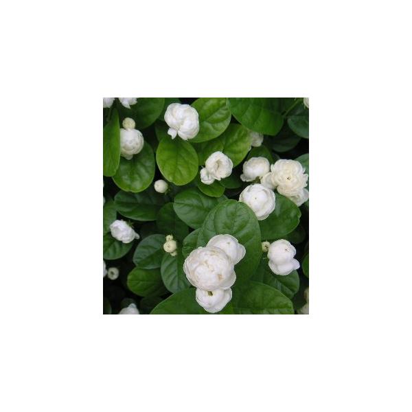 八重咲きジャスミン　マツリカ　ピカケ4寸鉢植え＊ご確認事項＊鉢の形状及び色等は画像と異なる場合があります。植え付け本数及び枝振りがサンプル写真とは異なる場合があります！花付きとは限りません。葉が黄色く変色している場合があります！ご理解くださ...