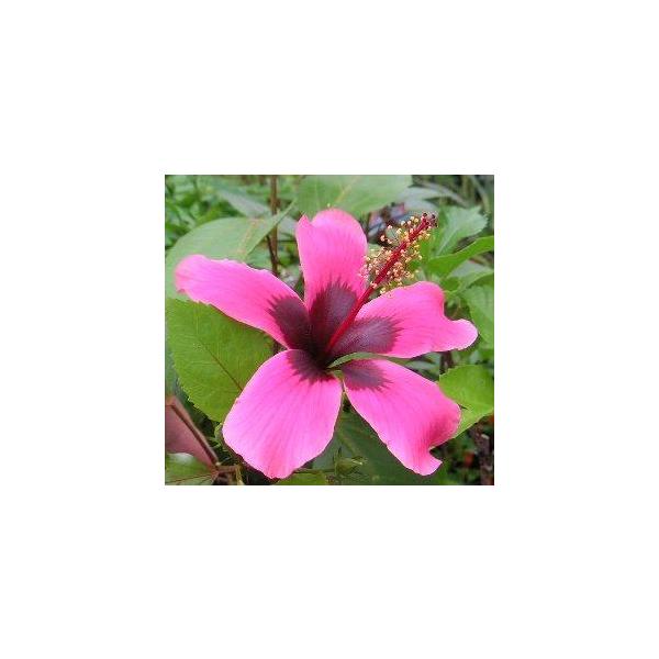 ハイビスカス　フィジーレッド（フィジアンレッド）ハイビスカスの一種で濃い赤色で、花の中心にいくほど濃くなる花を咲かせます。アオイ科フヨウ属　非耐寒性常緑低木5寸鉢植え　樹高20〜30センチ程度