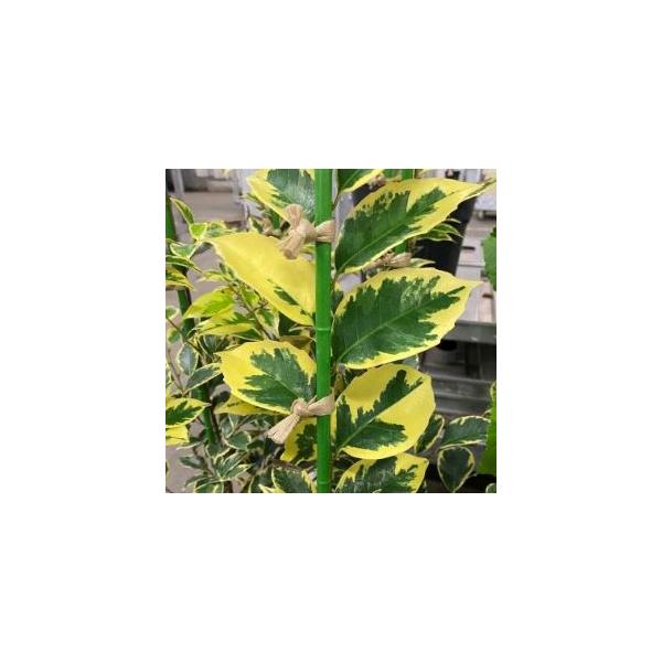 斑入り葉スダジイ（外斑）安行イエロー6寸鉢植え斑入り葉スダジイ（外斑）安行イエロー：本品種は、葉の外側に黄色〜クリーム色の斑が入っており、とても明るい雰囲気を醸し出してくれます。暗い場所に耐えて問題なく生育しますので、建物の北側など陽の当た...