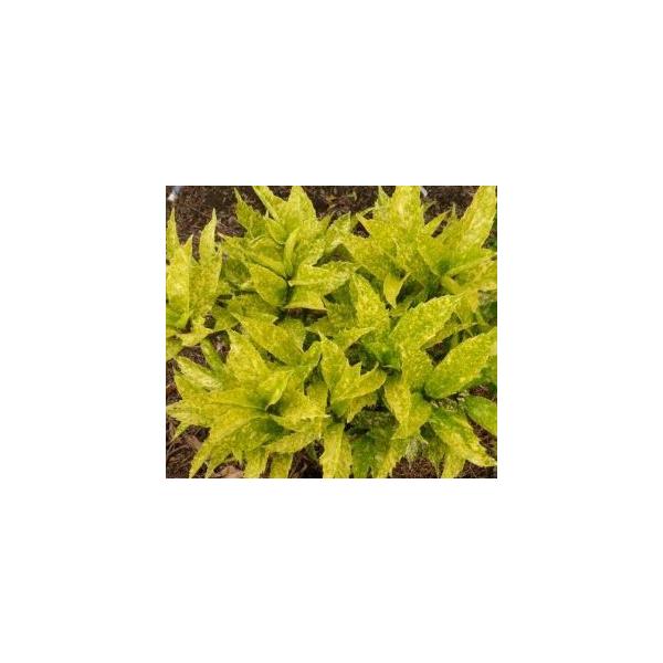 斑入り青木（アオキ）　縞錦　シマニシキ＊葉には星斑が入り、紅実に白い縞が入る美実品種。実は赤実ミズキ科アオキ属の常緑低木。３寸ポット苗　樹高１０〜２０センチ程度■管理のポイント用土は水はけの良い肥沃な土壌に植えます。日陰でも元気に育ち鉢植え...