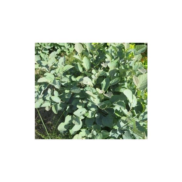 白花万作、フォッサギラ・ブルーシャドウ３寸ポット植え白花のフォッサギラ。葉は青灰緑色でとても美しく、秋の紅葉も素晴らしい品種です。