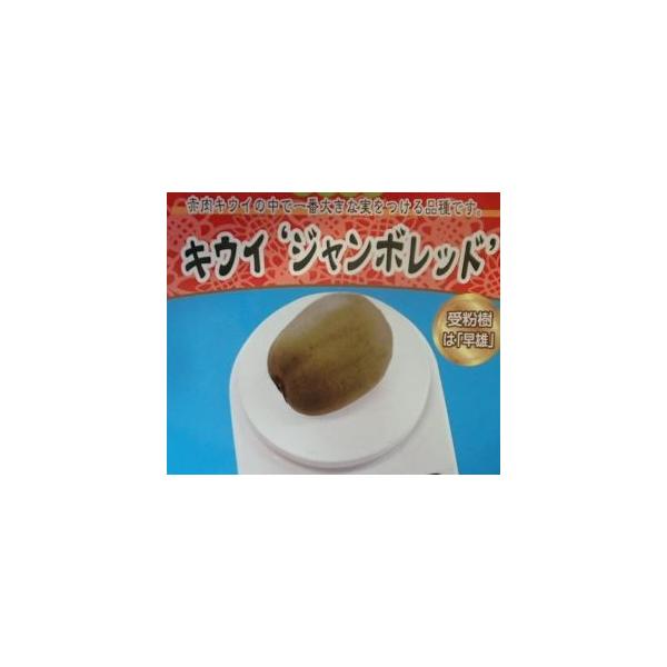 規格：5号（直径約15cm）ポット植え、又は根巻き苗、接ぎ木1年生苗、樹高：80cm程度キウイフルーツ：ジャンボレッド　（メス木）　レッドキウイ　は、果実の中央に赤い部分が有る美しいキウイ。赤芯選抜品種で、赤系最大の150ｇ程度になる。雄木...