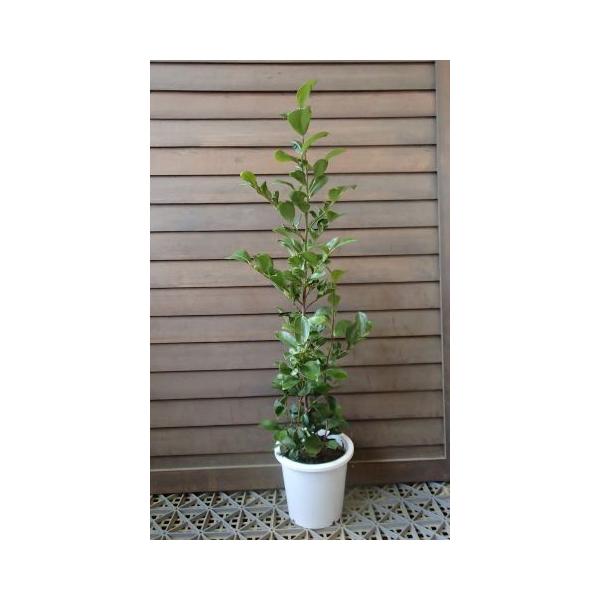 ホンサカキ　5寸鉢植え　樹高50〜70センチ程度＊葉が傷んでいる場合がありますので、ご理解ください！サカキ（榊）、別名本榊（ホンサカキ）は、神棚や祭壇に供えるなどすす、神道の神事には欠かせない植物です。葉の特徴は、楕円形でギザギザ（鋸歯）が...