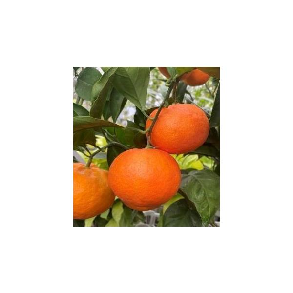 柑橘果樹苗　小原紅早生みかん規格：4寸ポット植え　接木1年生苗樹高：80〜100センチ度とても多くのみかんの種類の中でも、もっとも果皮が紅い（赤い）小原紅早生みかん（おばらべにわせみかん）です。昭和48年に香川県のみかん農家さんで発見されま...