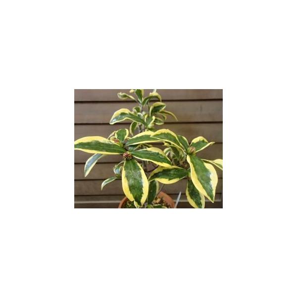 沈丁花　前島　マエジマ　5寸鉢植え沈丁花は、春先に素敵な香りの花が咲く、とても魅力的な常緑の花木です。前島（黄深フクリン沈丁花）は、黄色がかった覆輪葉の珍しい斑入り葉沈丁花です。■沈丁花の栽培方法（ジンチョウゲの栽培方法）日当たりが良く、排...