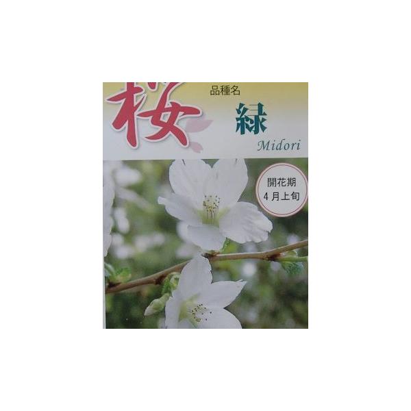桜　みどり桜5寸ポット植え　接木　樹高50〜80センチ程度みどり桜（フジザクラ　ミドリ　緑桜）　：純白の花に緑色の萼と大変美しい気品ある桜です。（リョクガク、緑萼）　