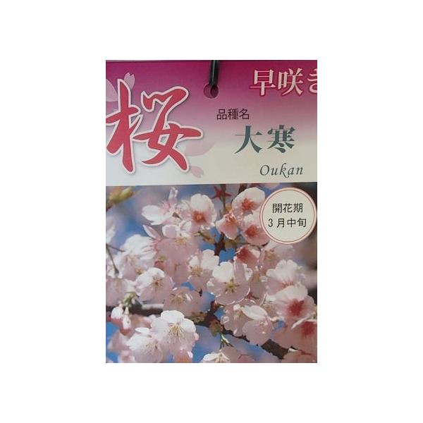 桜　苗木　大寒桜　オオカンサクラ別名：安行寒桜規格：3〜5寸ポット植え、又は根巻き苗接ぎ木1〜２年生苗樹高：60〜80センチ程度大寒桜（オオカンザクラ）は、早咲き品種で、淡い紅色で一重咲きの花を、3月中旬〜下旬にかけて開花します。■桜の栽培...
