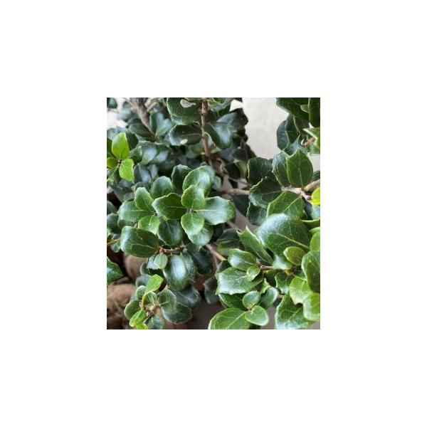 マルバヒイラギ（丸葉柊）7寸ポット植え　樹高50〜80センチ程度モクセイ科丸葉ヒイラギ（丸葉柊）：ヒイラギの園芸種で、丸みを帯びた葉が特徴ですので、葉の棘がすくない感じになりますが、まん丸の形状ではありません。