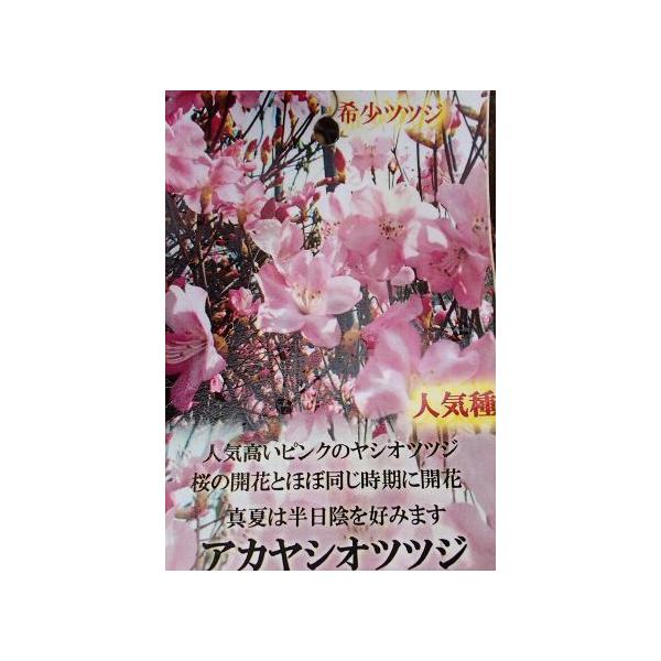 アカヤシオツツジ（赤八汐ツツジ）3寸ポット苗　樹高10センチ程度管理のポイント水はけのよい肥沃な用土（酸性土壌：ピートモスなど）を好みます。日当たりが悪いと葉色や花付きが悪くなるので、最低半日は日に当たる場所に植え付けるか、鉢植えで置きます。