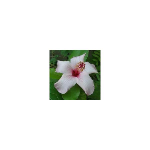 ハイビスカス　アーノッティアヌス　ピンクHibiscus arnottianus　pinkアーノッティアヌス（白花）のピンク品種です。薄いピンク色の花は、白花とは違った美しさを演出します。アオイ科フヨウ属　非耐寒性常緑低木5寸鉢植え<...