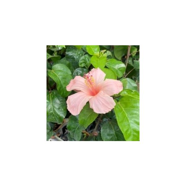 ハイビスカス　コキオ　サーモン　Hibiscus kokioハイビスカスの原種系品種で、コキオのサーモンピンク色タイプと言われていますが、交配種の可能性もあります。アオイ科フヨウ属　非耐寒性常緑低木5寸鉢植え　樹高20〜40センチ程度　ハイ...
