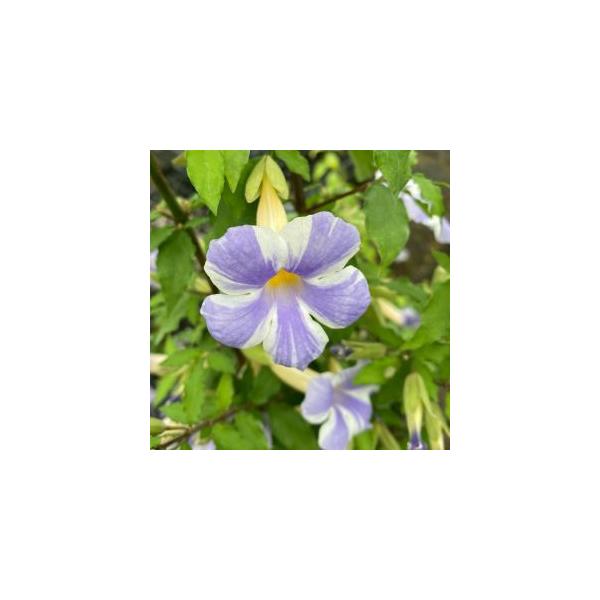 2色咲　ツンベルギア　エレクタ　フェアリームーン9センチポット植え　樹高10〜20センチ程度ツンベルギアは、南アフリカや東南アジアに自生するツル性の常緑多年草で、色鮮やかな花を咲かせます。ツンベルギアエレクタ　フェアリームーンは、木立ハヤズ...