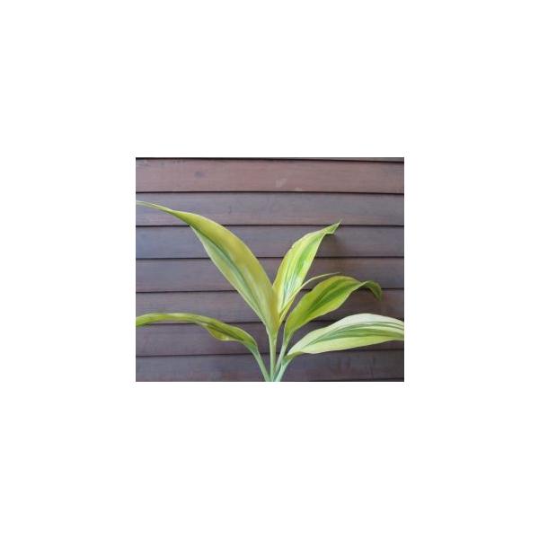 ティーリーフ（kula Gold）Hawaiian Good-luck Plantリュウケツジュ科コルジネリ属和名：センネンボク熱帯アジア原産　非耐寒性常緑低木6号スクエア鉢植えティの葉、ティーリーフは、ハワイのフラダンスを踊る際に着用する...