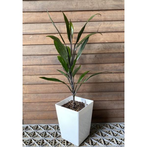 ティ・リーフ　（Ele ele）　６寸スクエア鉢植え　ティーリーフ　Hawaiian Good-luck Plantリュウケツジュ科コルジネリ属和名：センネンボク熱帯アジア原産　非耐寒性常緑低木6号スクエア鉢植えティの葉、ティーリーフは、ハ...