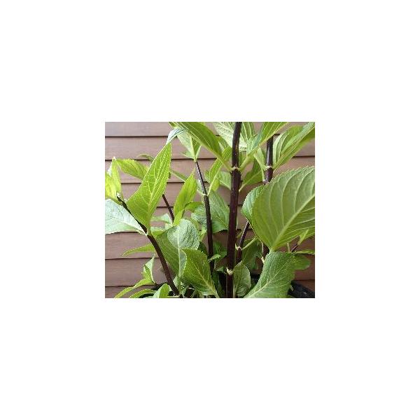 3寸ポット植え　樹高10〜20センチ程度黒軸紫陽花（クロジクアジサイ）：紫陽花は、若枝がすべて紫黒色になる古品種。花はテマリで青かピンク色。