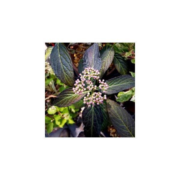 常山常盤紫陽花　ブラックバイパー　：山紫陽花　ヤマアジサイ9センチポット植え常山常盤紫陽花（ジョウザントキワアジサイ）ブラックバイパー：紫陽花は、常山紫陽花の妖艶でシックなカラス葉品種。ブルーの実もなります。