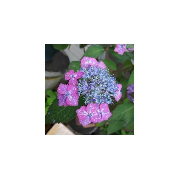 山紫陽花　星の雫9センチポット星の雫　山紫陽花（ほしのしずく）　：青紫色のガクにまるで星空のような白散斑が入る姿が幻想的な山紫陽花。