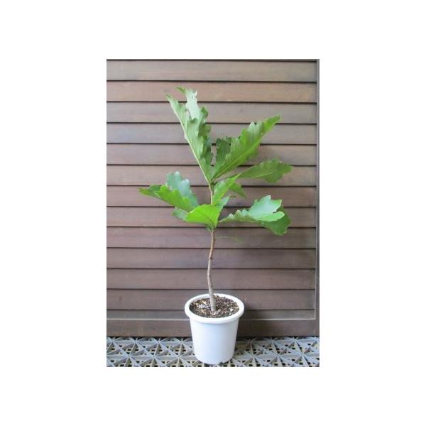 カシワの木5寸鉢植え　樹高40〜６０センチ程度カシワ（柏の木）は、五月の節句に出される柏餅に使用される大きな葉が特徴の落葉樹です。秋に紅葉した葉が春に新芽が出てくるまで落ちないため、とても縁起の良い木とされています。耐寒性も強く日本全国で栽...