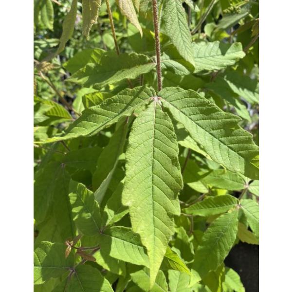 苗木　目薬の木（メグスリの木）5寸ポット植え　樹高80〜100センチ程度メグスリノキ（目薬の木）は、日本国内のみに自生するカエデの中まで、秋の紅葉が美しい樹木です。目薬の木とは、戦国時代に樹皮を煎じた汁を目薬として使用していたといわれること...