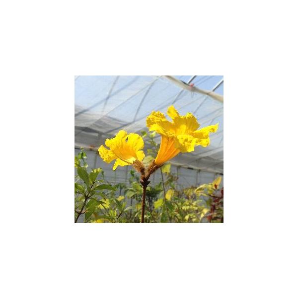 イペイの木 （イペーの木）ノウゼンカズラ科4寸ポット植え　樹高20〜40センチ程度ブラジル原産別名：コガネノウゼン珍しい黄色い花のイペイです。■育て方のポイント寒さには弱いため、暖かい地方以外は地植えはお勧めいたしません。鉢植えでの管理を行...