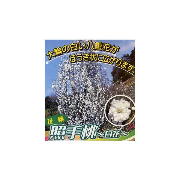 花桃　照手白　テルテシロ　＊花桃　照手シリーズは、ほうきを逆さにしたような形状で枝が横に張らず上に上に伸びますので、狭い場所でも栽培が可能な花桃です。別名、ホウキ桃、ほうき桃、逆さ桃、さかさ桃　とも呼ばれます。規格：6寸鉢植え樹高：80〜1...