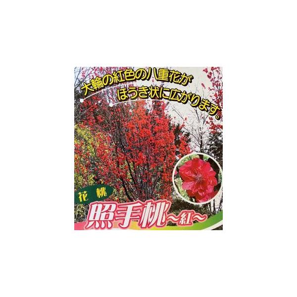 花桃　照手紅　テルテベニ　＊花桃　照手シリーズは、ほうきを逆さにしたような形状で枝が横に張らず上に上に伸びますので、狭い場所でも栽培が可能な花桃です。別名、ホウキ桃、ほうき桃、逆さ桃、さかさ桃　とも呼ばれます。規格：6寸鉢植え樹高：80〜1...