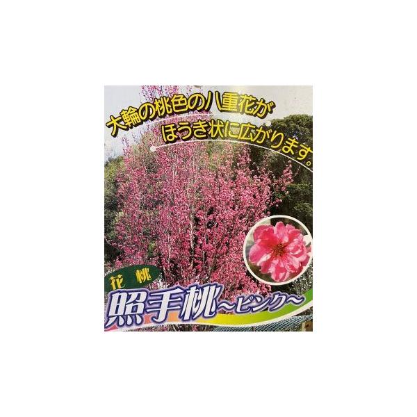 花桃　照手桃　テルテモモ　＊花桃　照手シリーズは、ほうきを逆さにしたような形状で枝が横に張らず上に上に伸びますので、狭い場所でも栽培が可能な花桃です。別名、ホウキ桃、ほうき桃、逆さ桃、さかさ桃　とも呼ばれます。規格：6寸鉢植え樹高：80〜1...