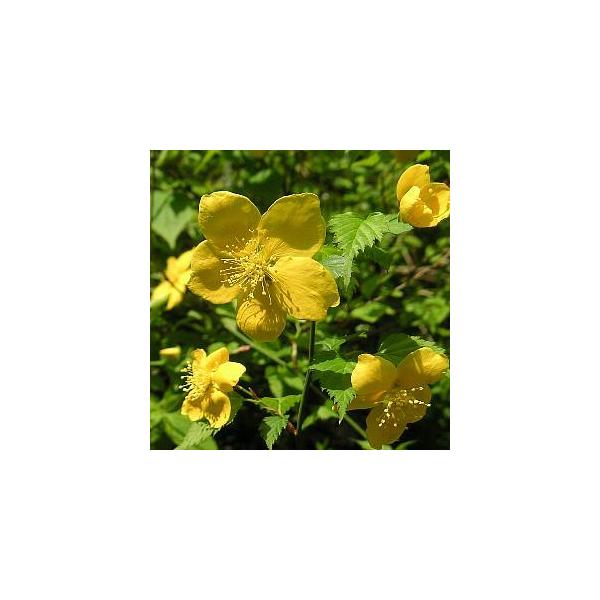 3寸ポット苗山吹（ヤマブキ）は、山吹色と黄色を呼ぶように、美しい黄色の花を咲かせます。一重咲き山吹は、美しい一重咲きの山吹です。＊葉に斑が入る場合があります。