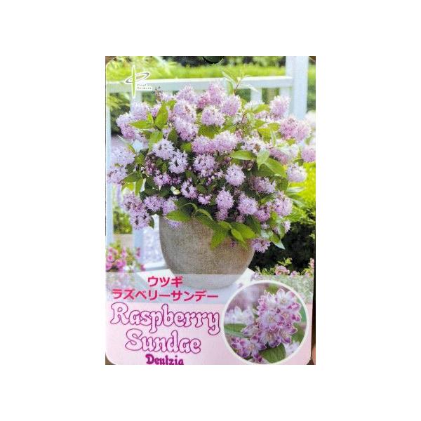 ウツギ　ラズベリーサンデー5寸ポット植えユキノシタ科ウツギ属落葉低木花期：春　5月〜6月頃分枝がよくコンパクトに育つウツギです。枝全体に大きなバイカラーの花を咲かせ、その香りからミツバチや蝶をひきつけます。
