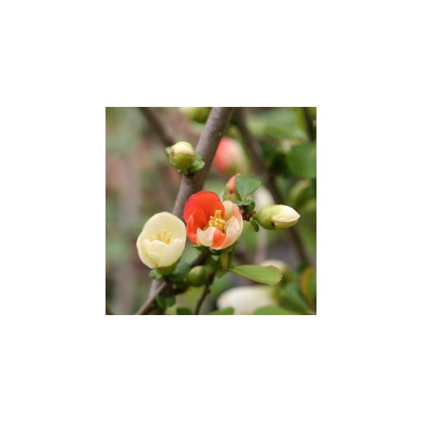 クサボケ（草ボケ）　白と橙色の咲分け　草木瓜別名：シドミバラ科ボケ属9センチポット苗＊綺麗に咲き分けない場合もありますのでご了承下さい。樹形は個体差が有りますのでご了承ください。日本原産の固有種で、ボケに似ているが小低木なため草と付けられた...