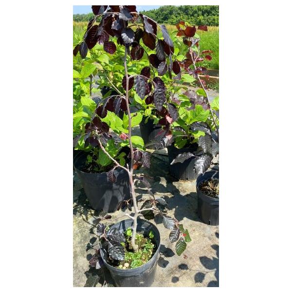 枝垂れ銅葉ブナの木　6寸鉢植え　樹高20センチ程度＊本品種はとてもシックな銅葉のブナです。さらに枝垂れ性！新芽のころが一番美しく、徐々に緑色が強くなります！