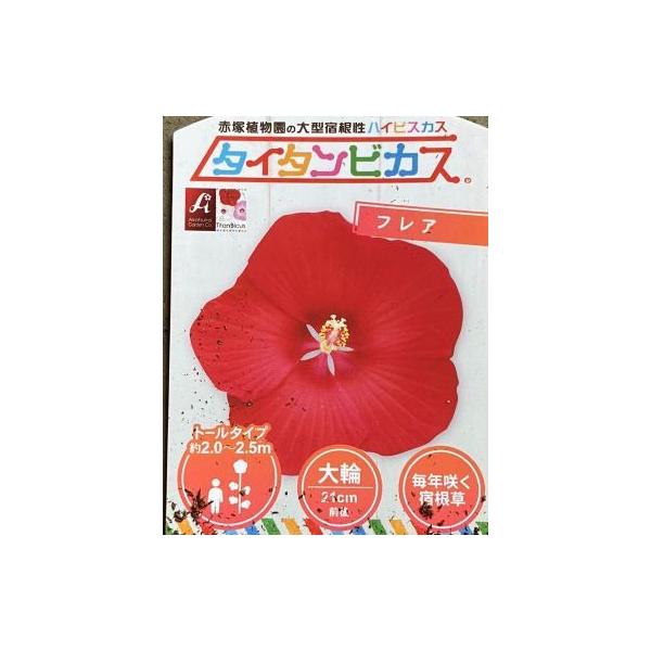 タイタンビカス　フレア＊鮮明な緋赤色の大輪花で花弁がやや裏白タイプで、、表から見ると中心部の周りが光って見えます。アオイ科非耐寒性宿根草3.5寸ポット苗（お届け時期により、地上部が無い、又は摘心済み等の場合もありますのでご了承下さい）◎タイ...