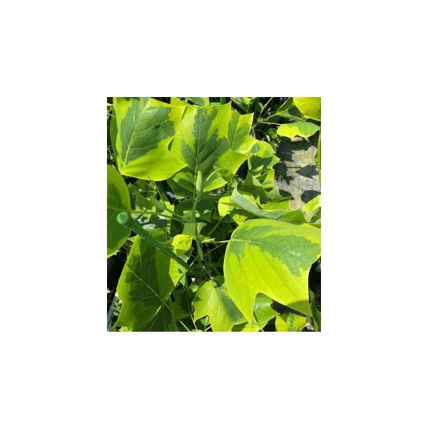 オーレオマルギナータは、黄覆輪品種　ユリノキ6寸鉢植え　樹高50〜100センチ程度ユリノキ（ユリの木、百合の木、百合の樹）は、別名ハンテンボク・チューリップツリーとも呼ばれる、街路樹や庭木などに多く利用される耐寒性落葉高木です。夏前に咲く花...