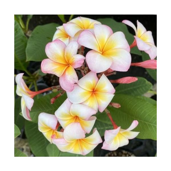 花芽付きプルメリア　カリフォルニアサンセット　5号鉢＊枝振りは個体差がございます。写真はサンプルになりますのでご理解ください！