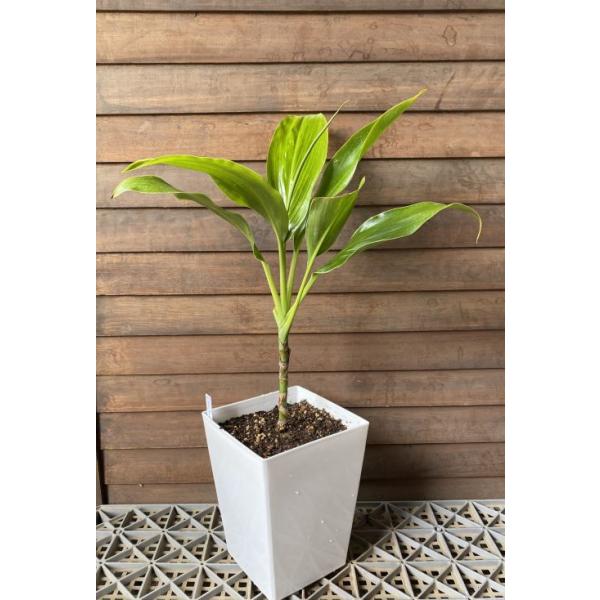 ティリーフ　ティーリーフ　ティ・リーフ　ティー・リーフAlohaGreen　アロハグリーンHawaiian Good-luck Plant